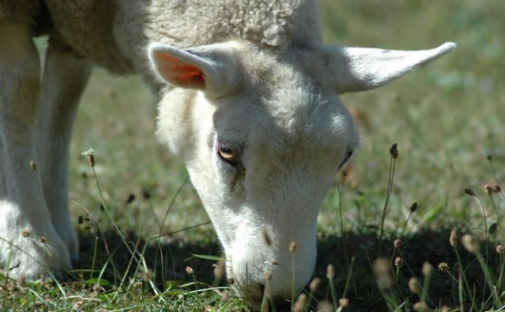 When Limping is Not a Sign of Sheep Foot Rot - Countryside
